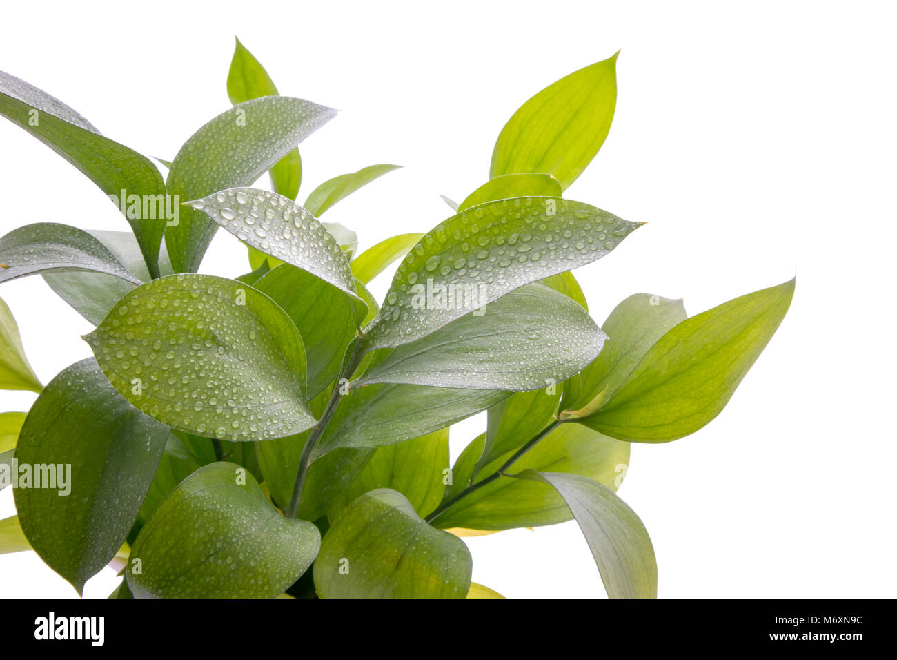 Israeli ruscus hi-res stock photography and images - Alamy