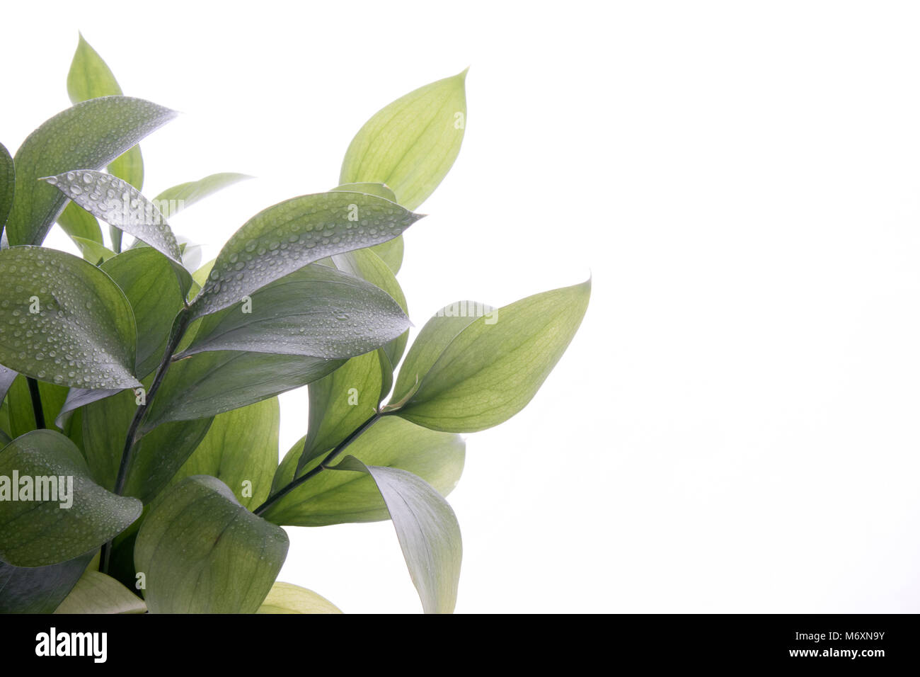 Ruscus hypophyllum, Spineless Butcher's Broom, florists foliage plant ...