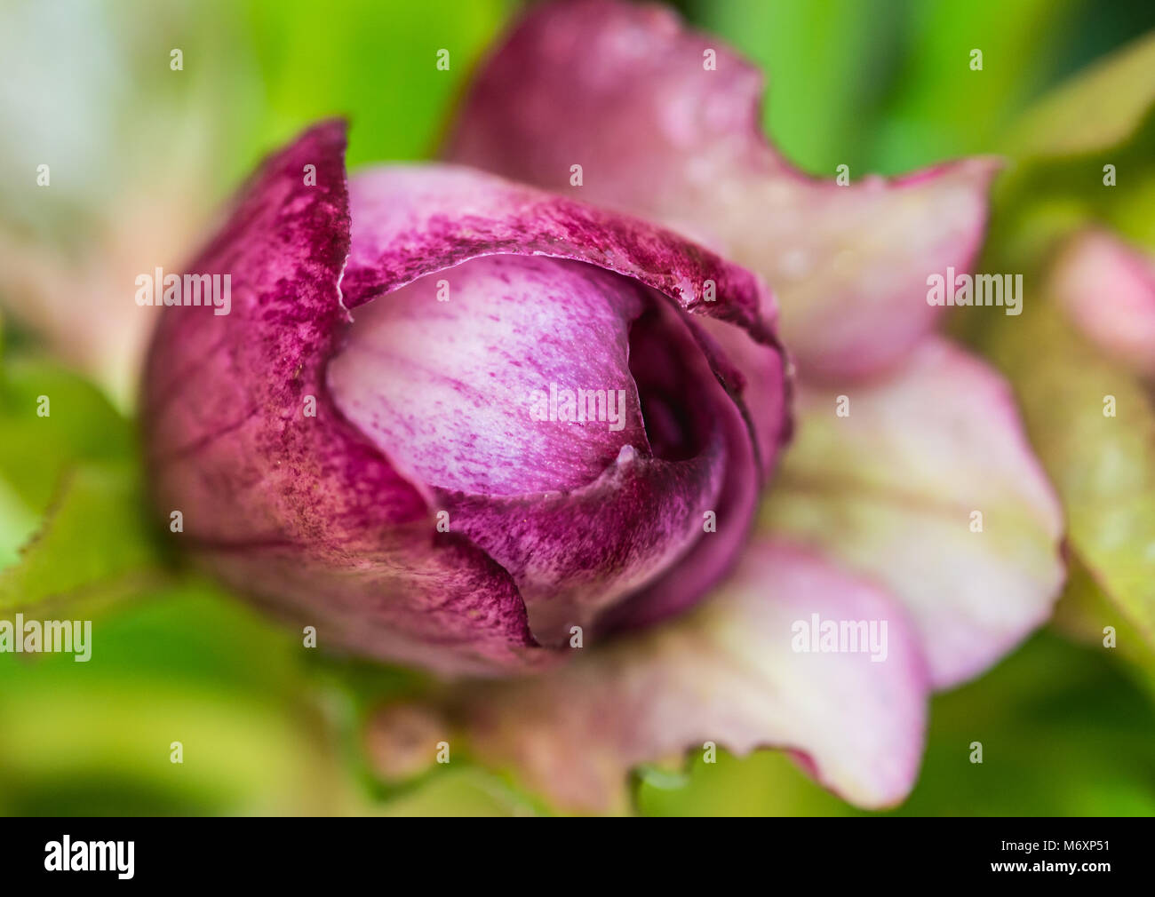 Hellebore hellebores hi-res stock photography and images - Alamy