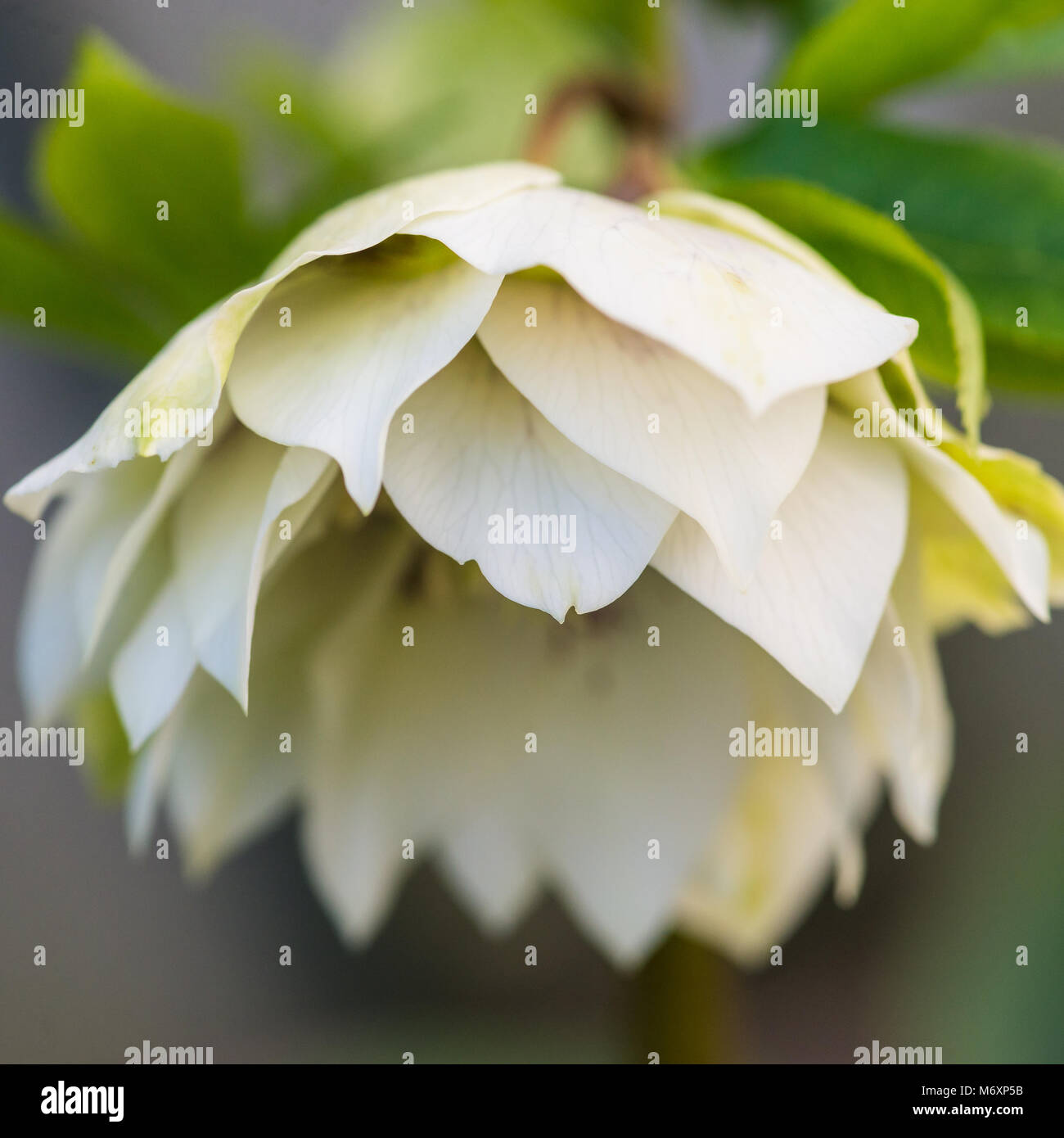 Nodding flower head hi-res stock photography and images - Alamy
