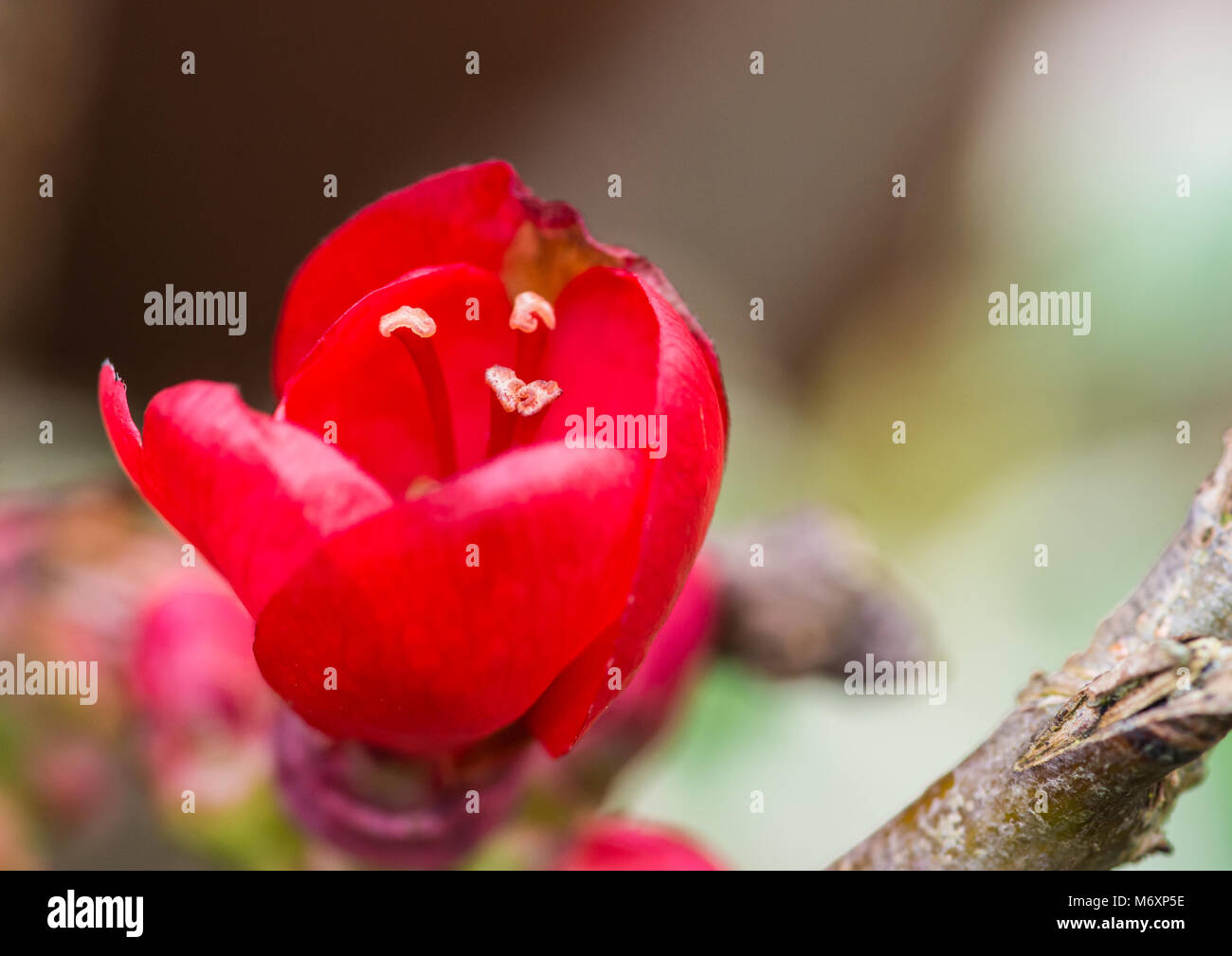 Quince Bush High Resolution Stock Photography and Images - Alamy
