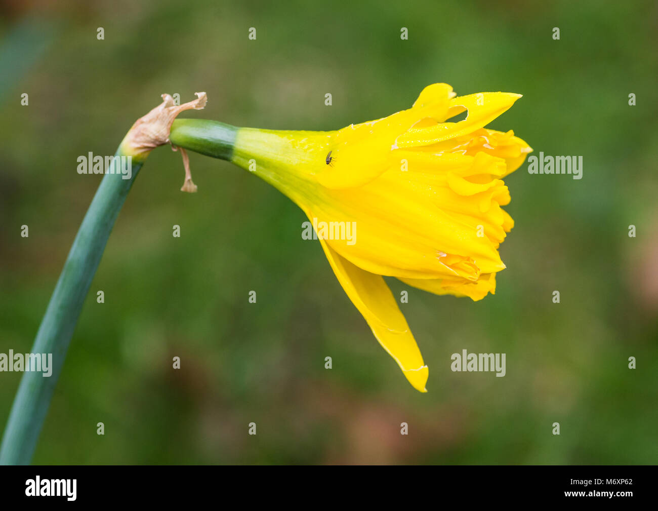 Tiny daffodil hi-res stock photography and images - Alamy