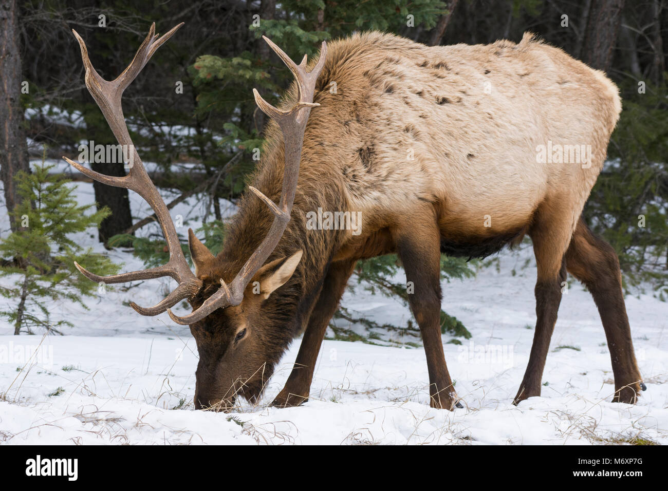 Large bull Elk (Cervus canadensis) grazing in winter snow, Jasper ...