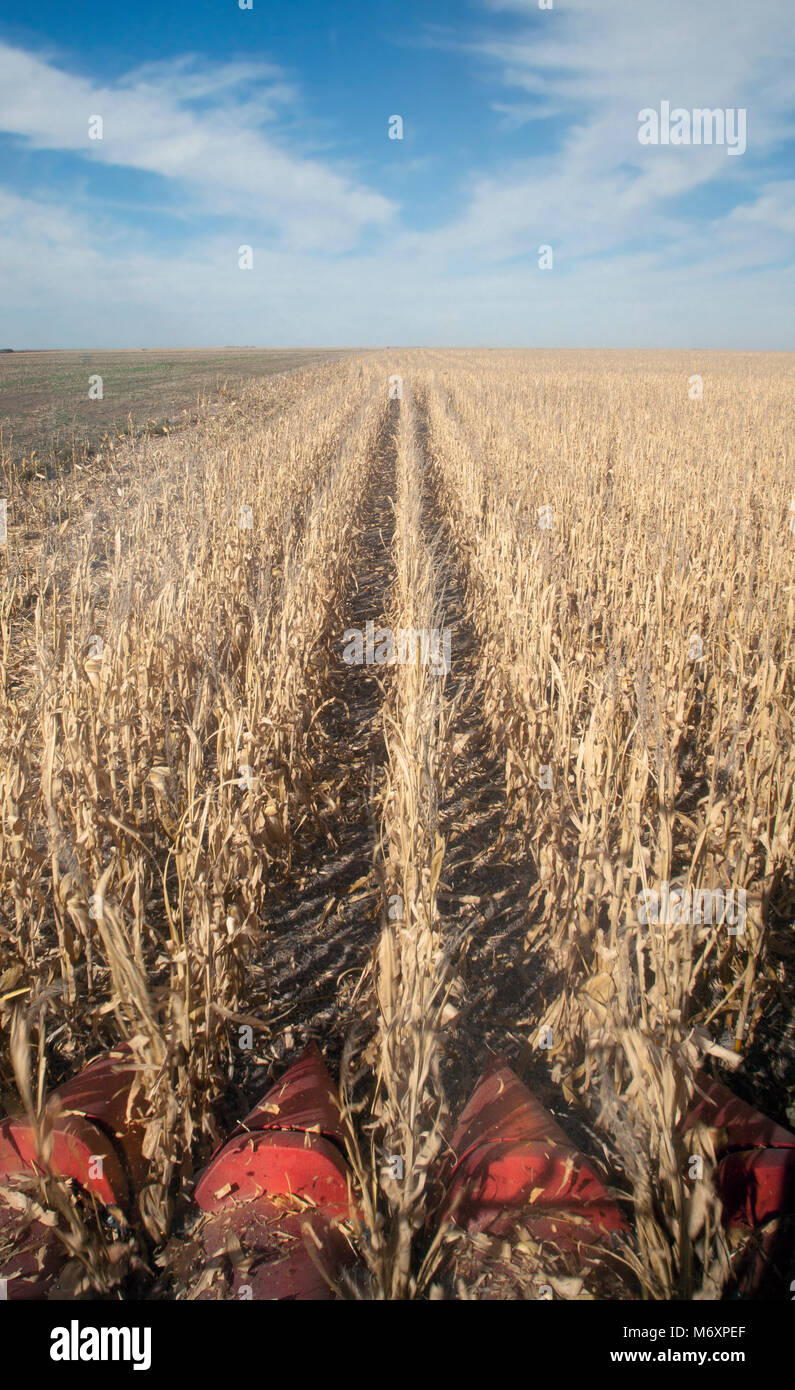 Harvesting corn in the Midwest with a combine, 2017 Stock Photo - Alamy