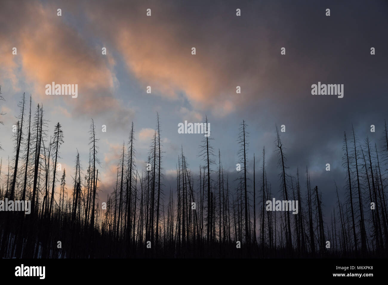 Skeleton trees, burned forest, at sunset, Jasper National Park, Alberta ...