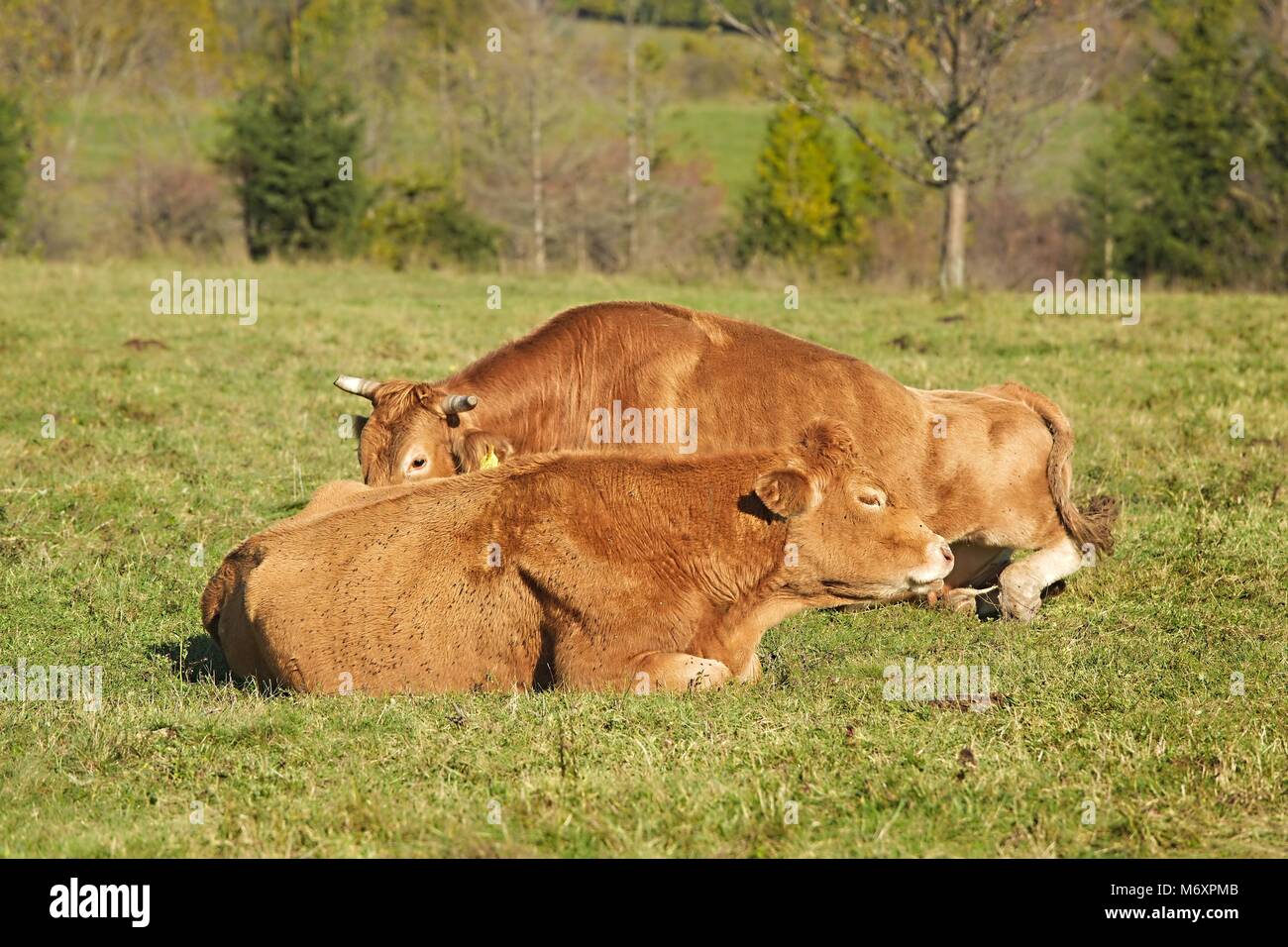 Cows resting in grass Stock Photo - Alamy