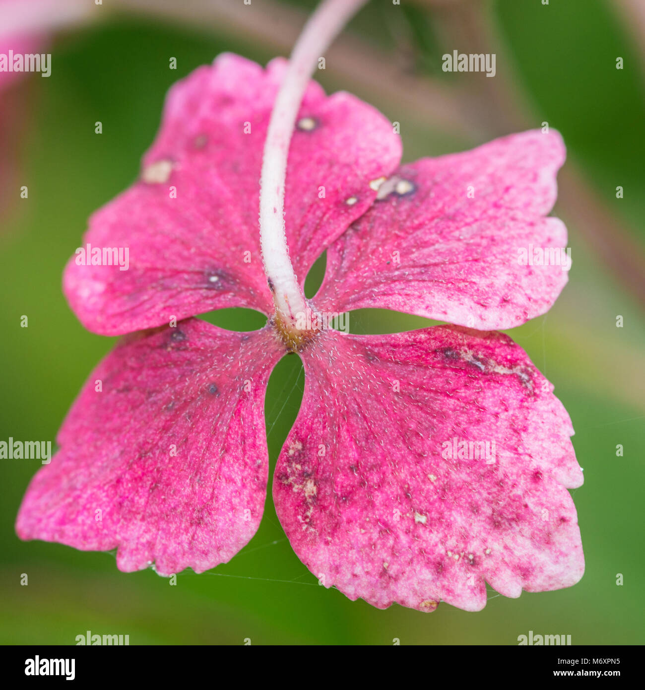 Bract hi-res stock photography and images - Alamy