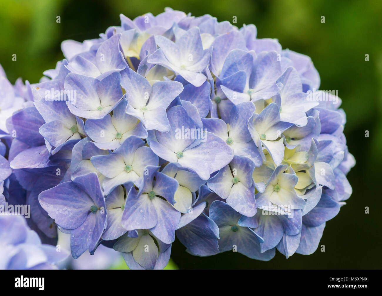 Mophead hydrangea hi-res stock photography and images - Alamy