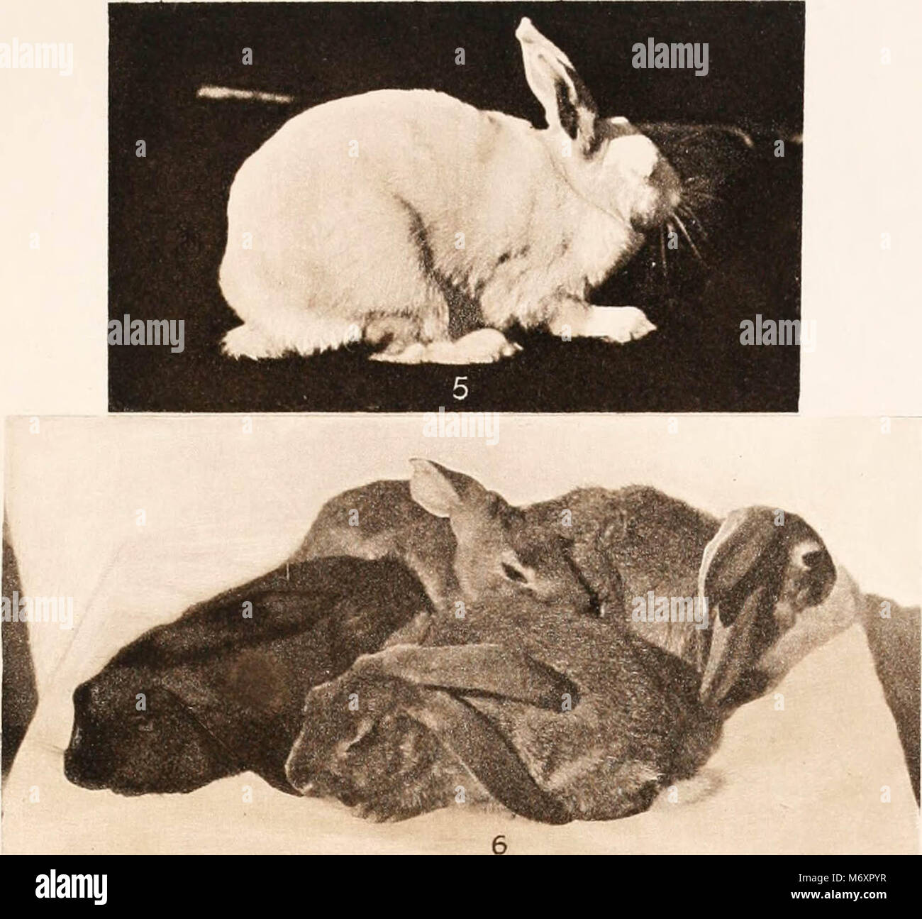 Carnegie institution hi-res stock photography and images - Alamy