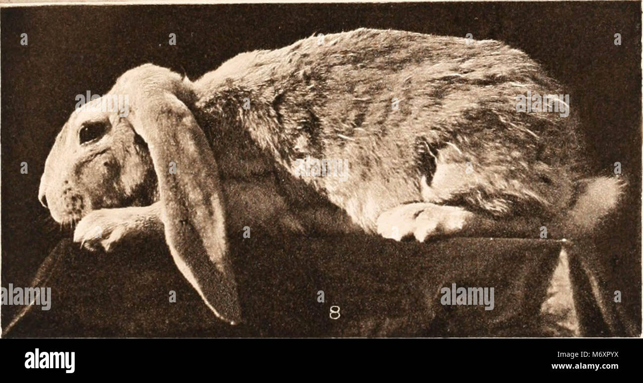 Carnegie institution hi-res stock photography and images - Alamy