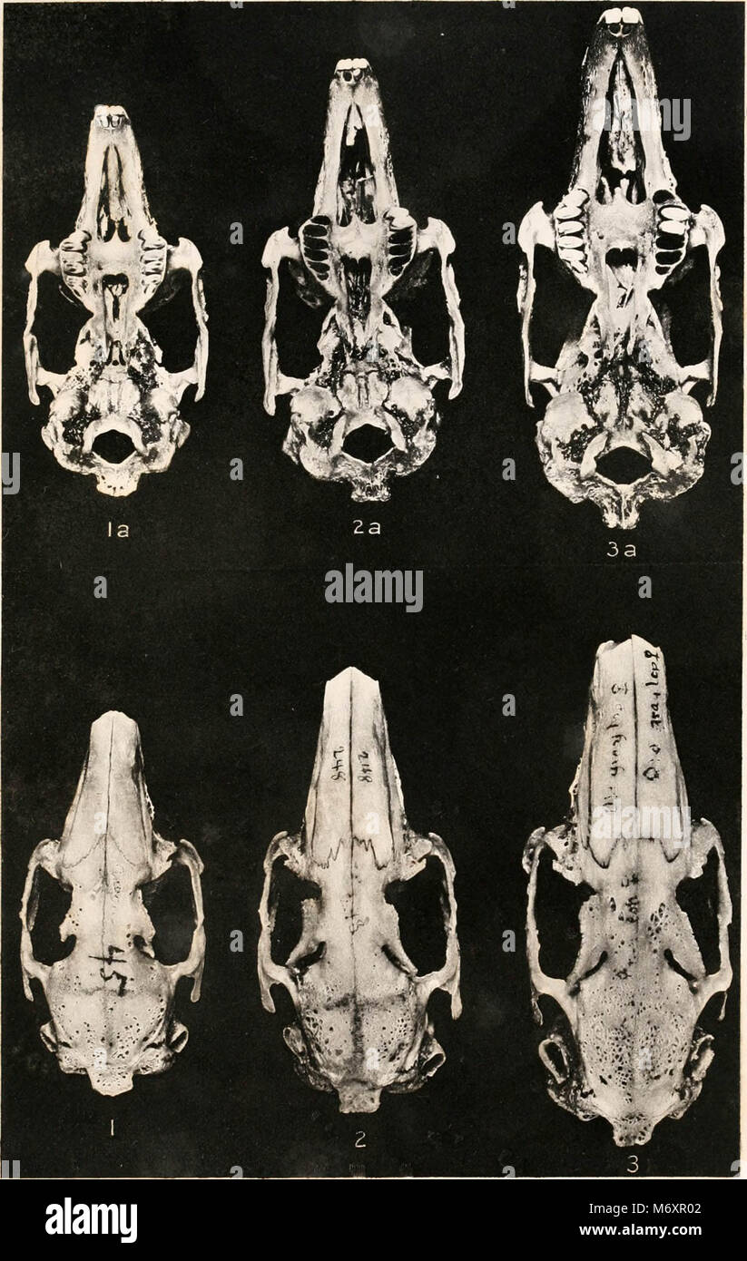 Carnegie institution hi-res stock photography and images - Alamy