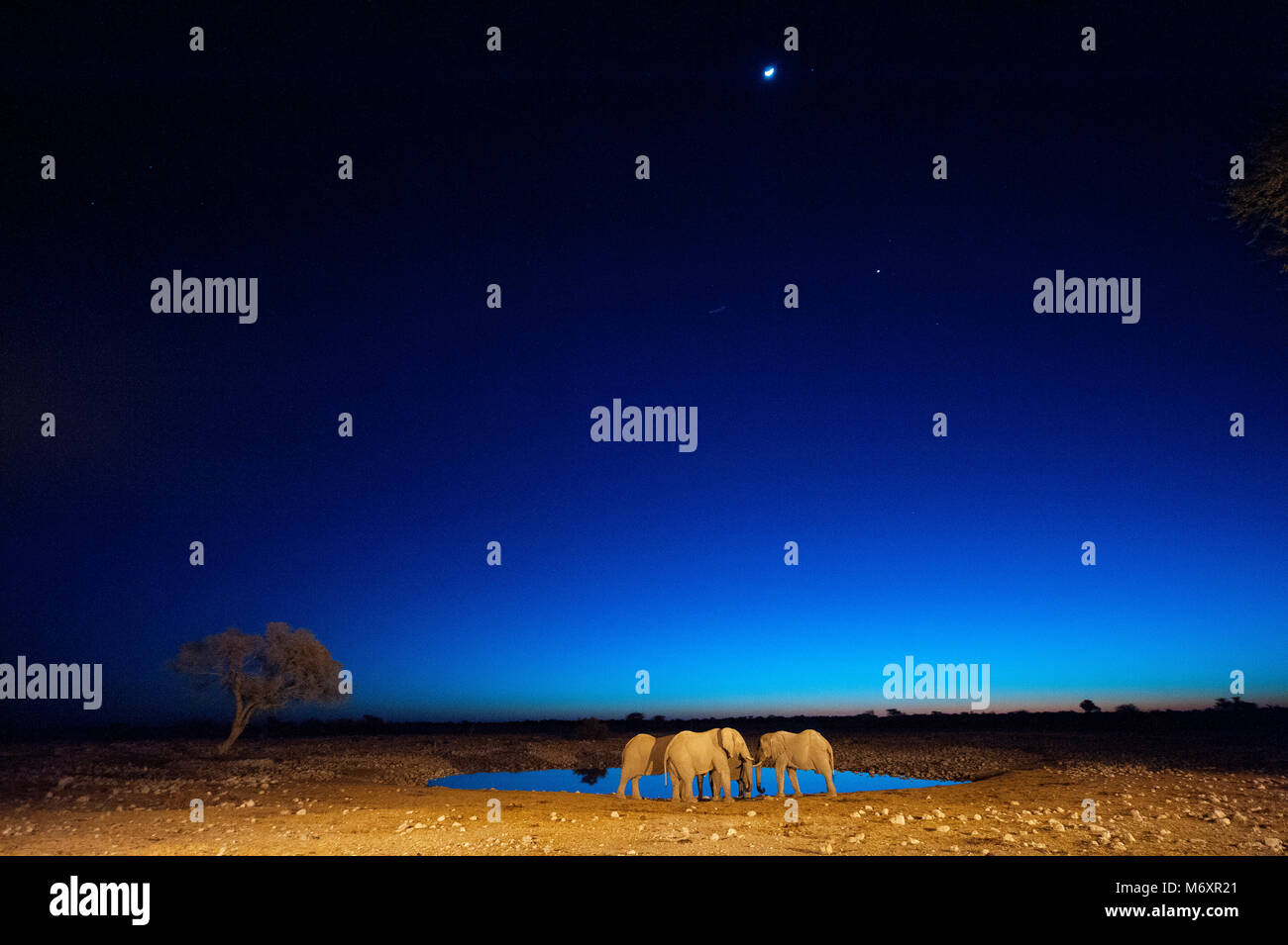 African moonlight hi-res stock photography and images - Alamy