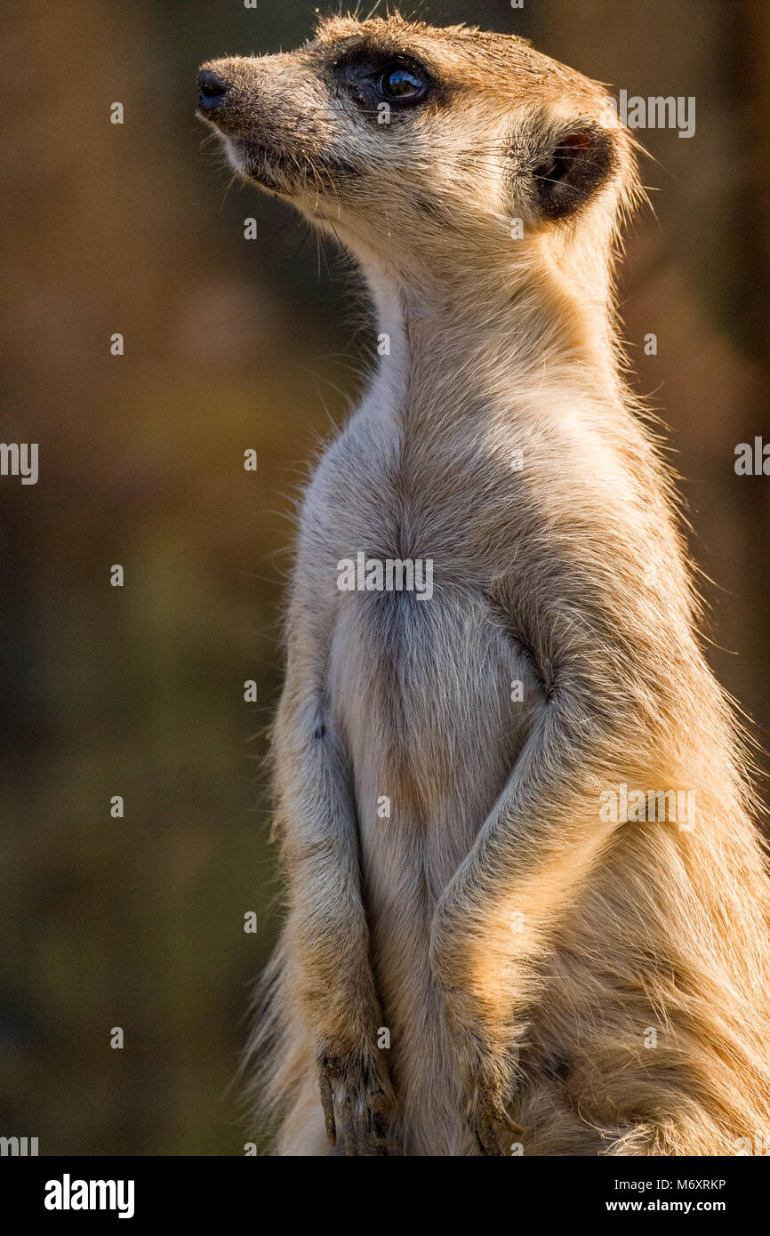 Portrait of a Meerkat standing up and keeping guard. Zoorasia, Yokohama ...