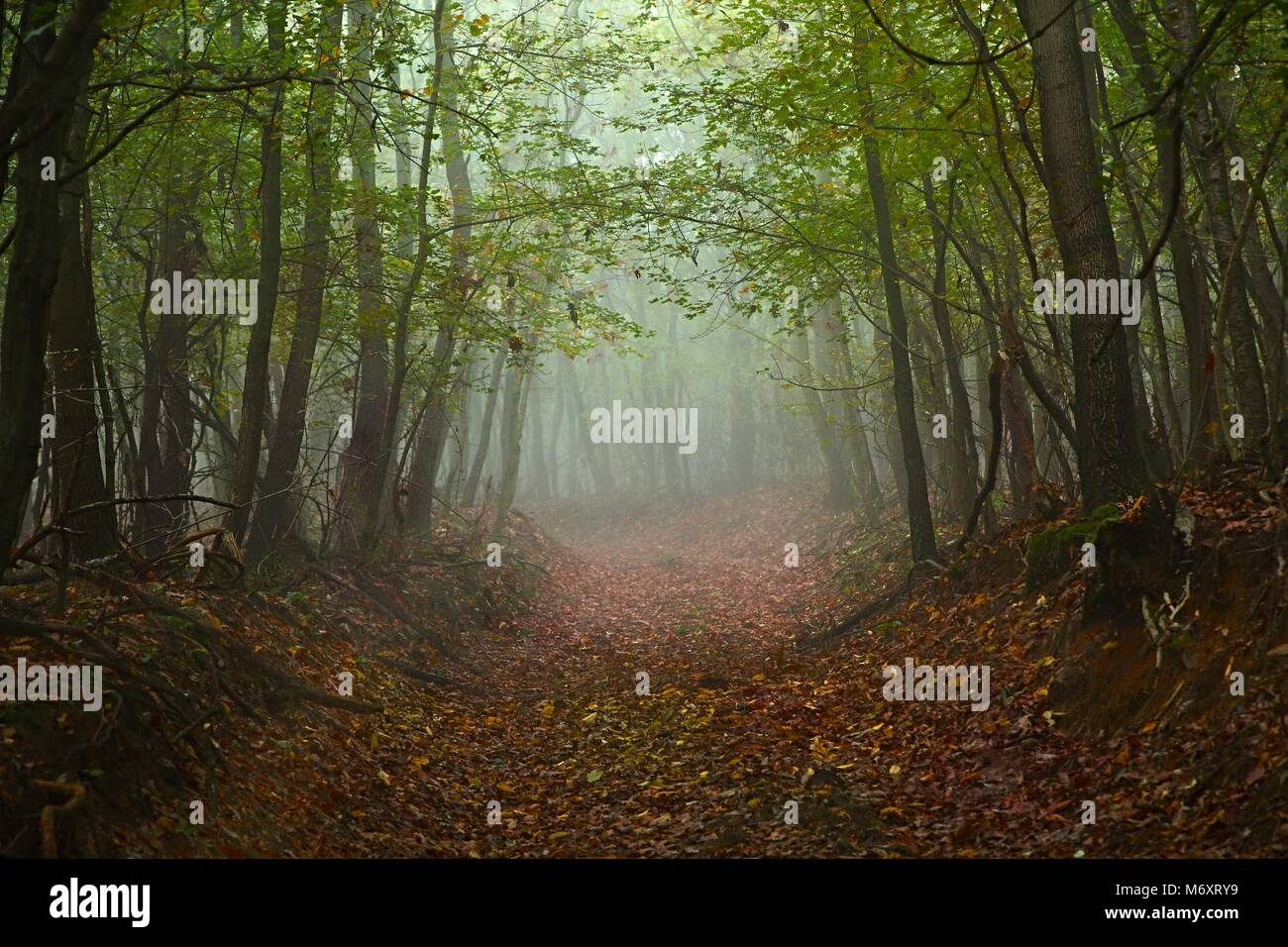 Forest path in mist Stock Photo - Alamy