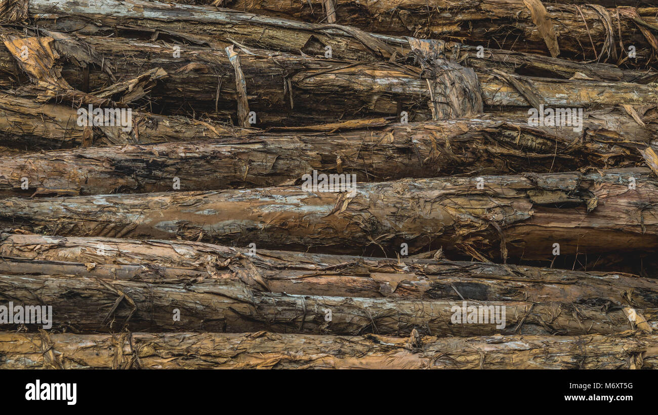 stack of acacia wood in the log yard Stock Photo - Alamy