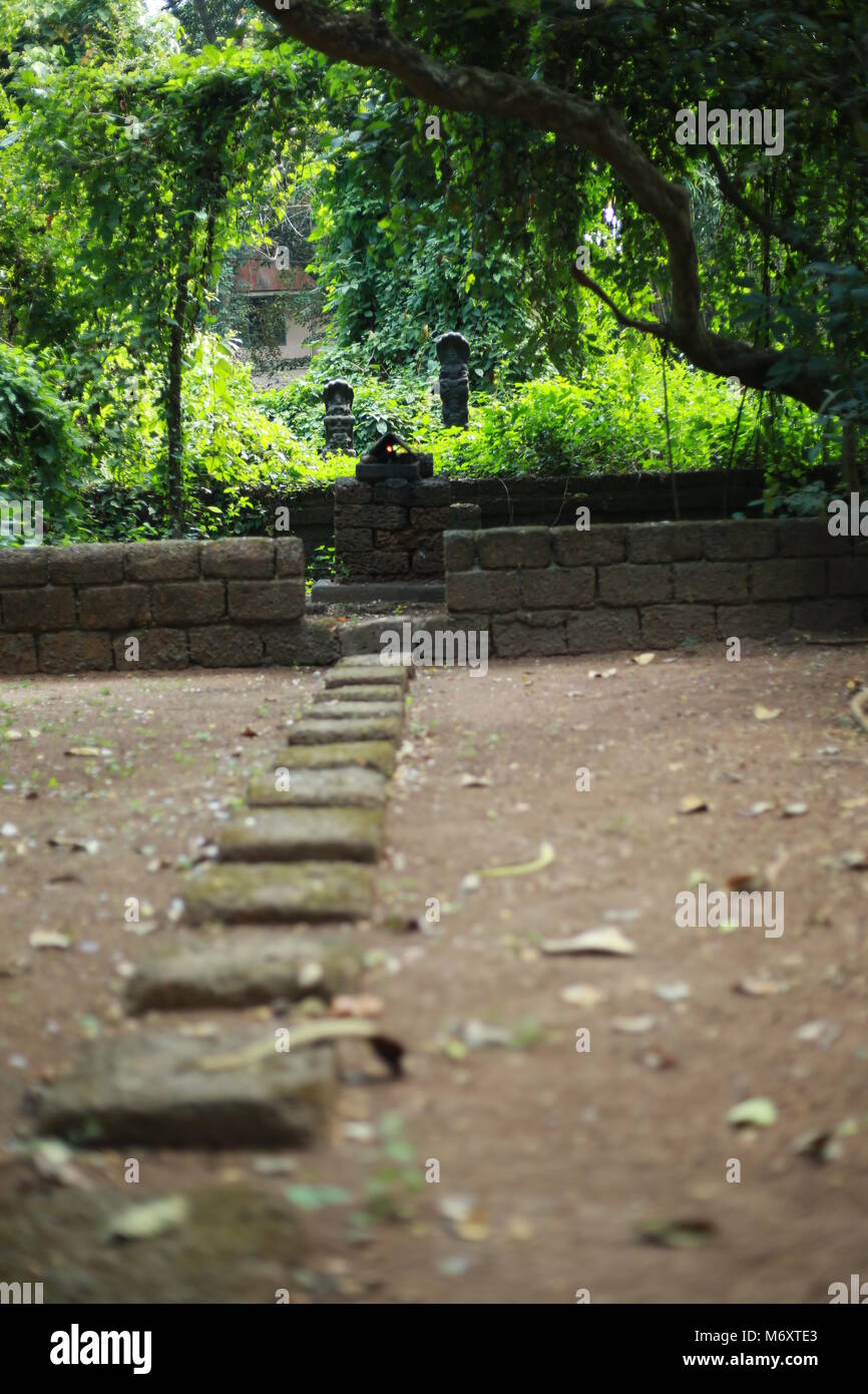 morning nature , green life in keral Stock Photo - Alamy