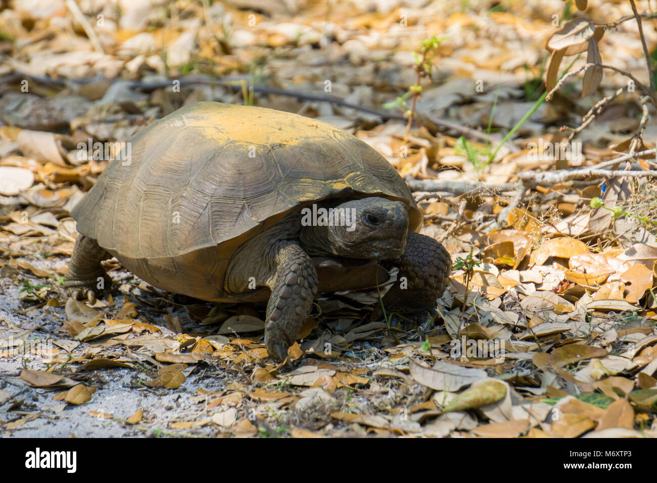 Gopher Tortoise (Gopherus polyphemus) on the Hawk's Bluff Trail in ...