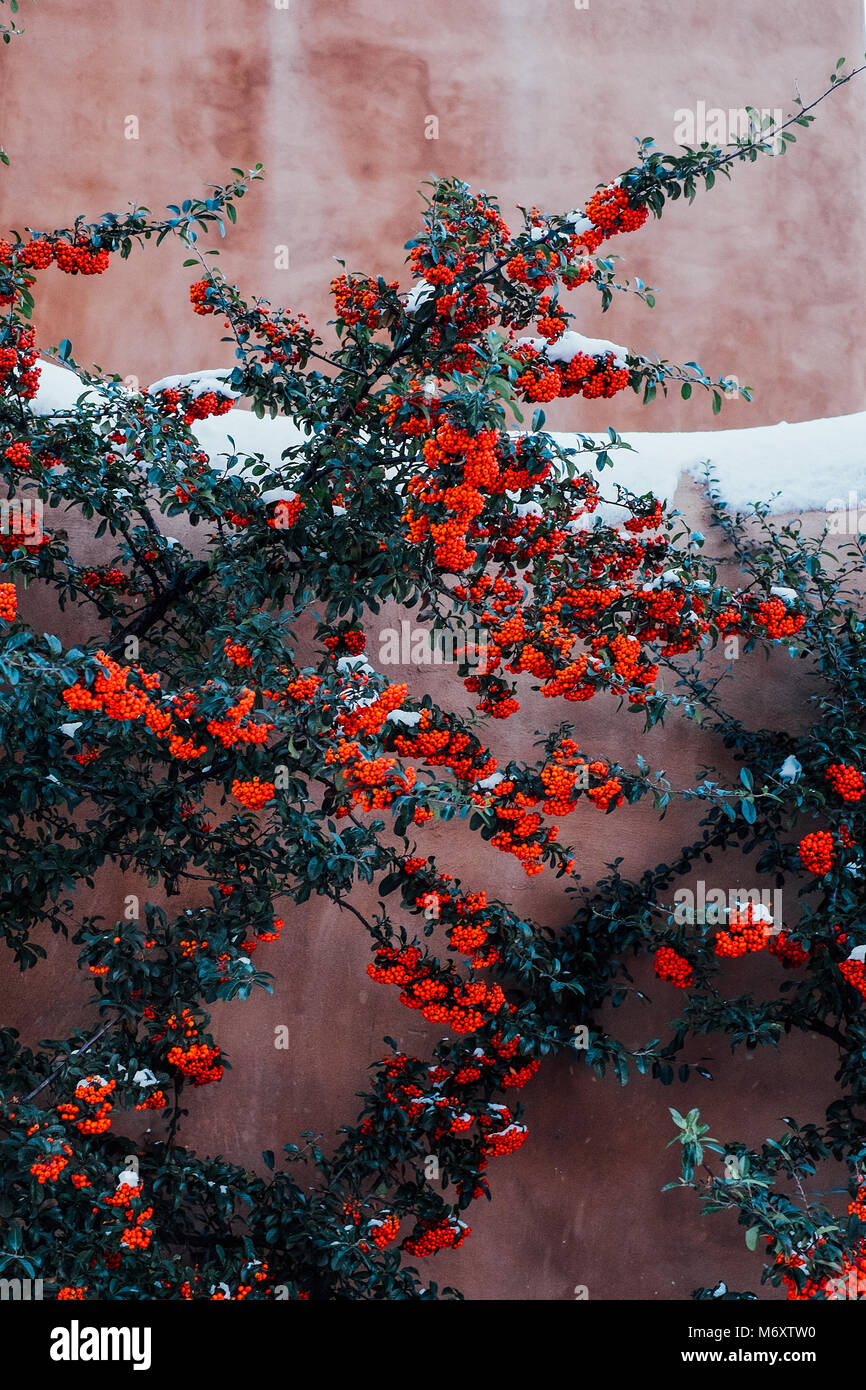 Winterberry plant hi-res stock photography and images - Alamy