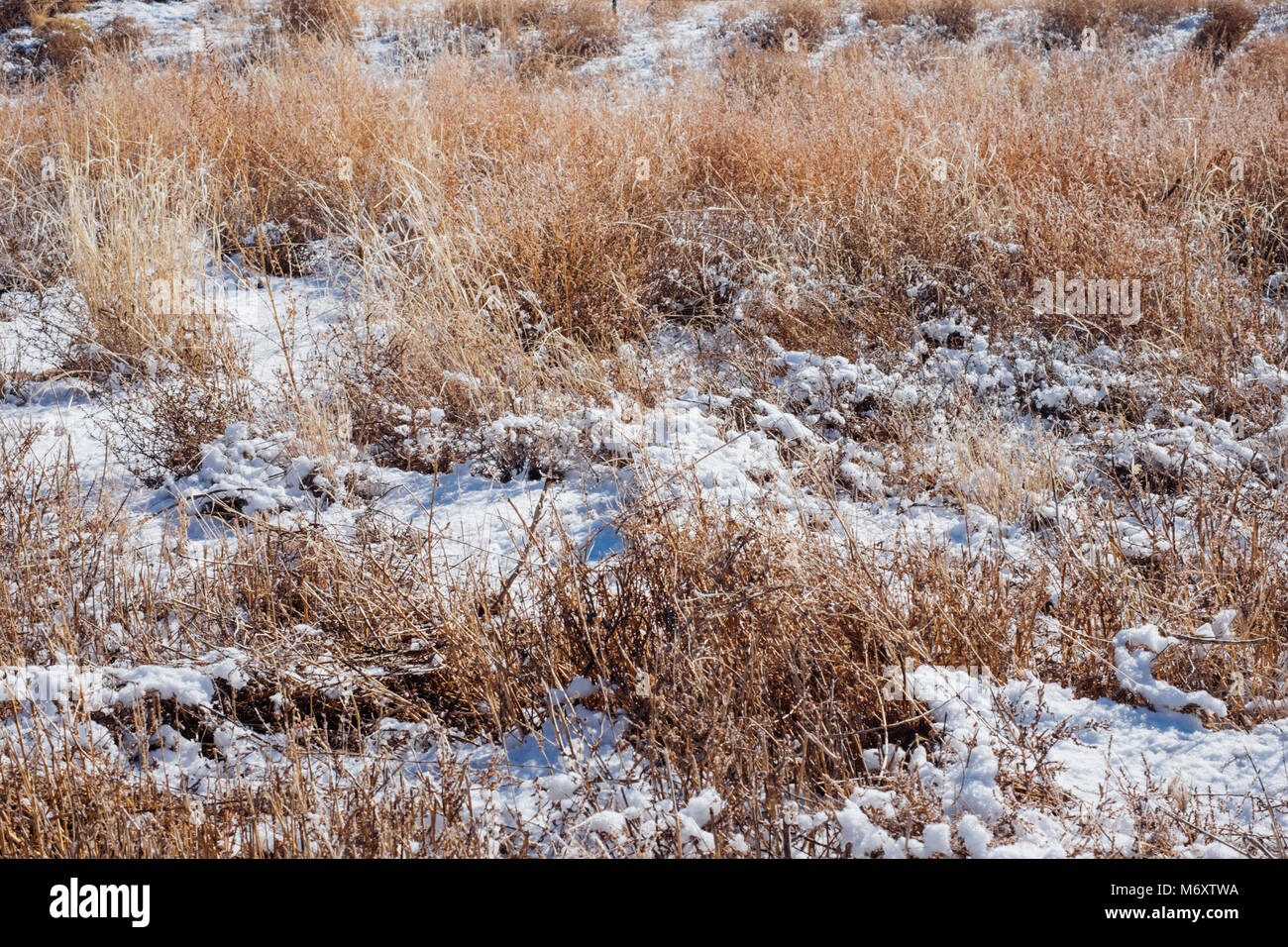 Snow on the ground Stock Photo - Alamy