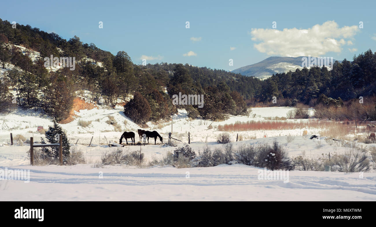 Horses on a Ranch Stock Photo - Alamy
