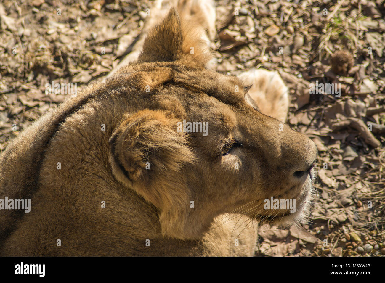Sunbathing lion hi-res stock photography and images - Alamy