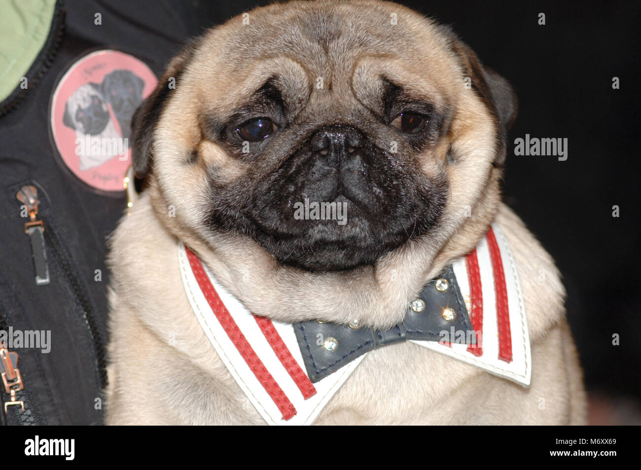 Squat dog hi-res stock photography and images - Alamy