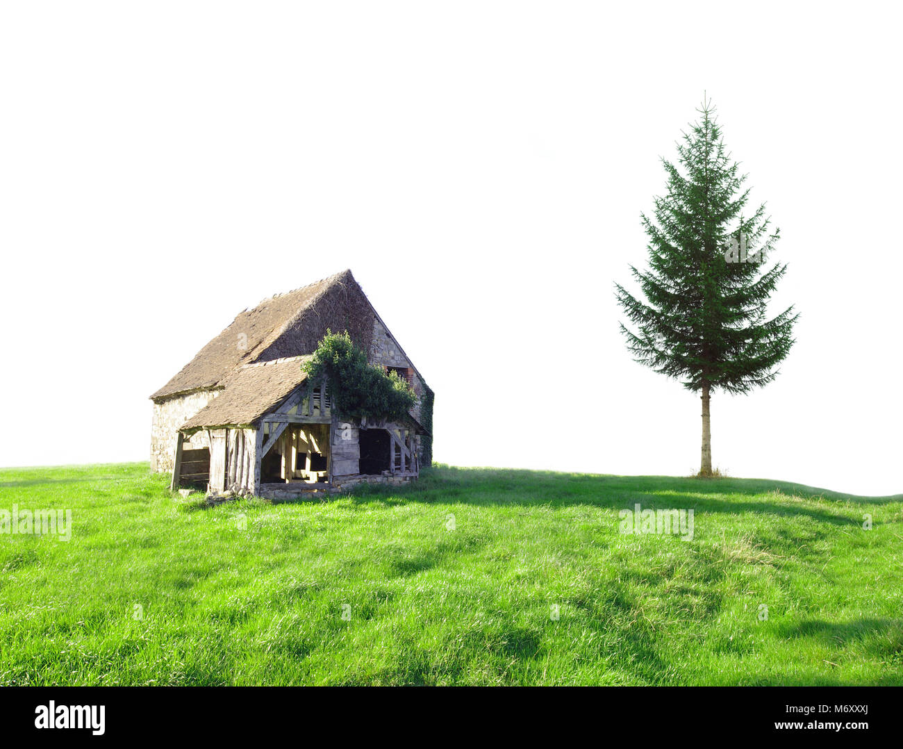 house and tree with green fresh meadow and white background Stock Photo ...