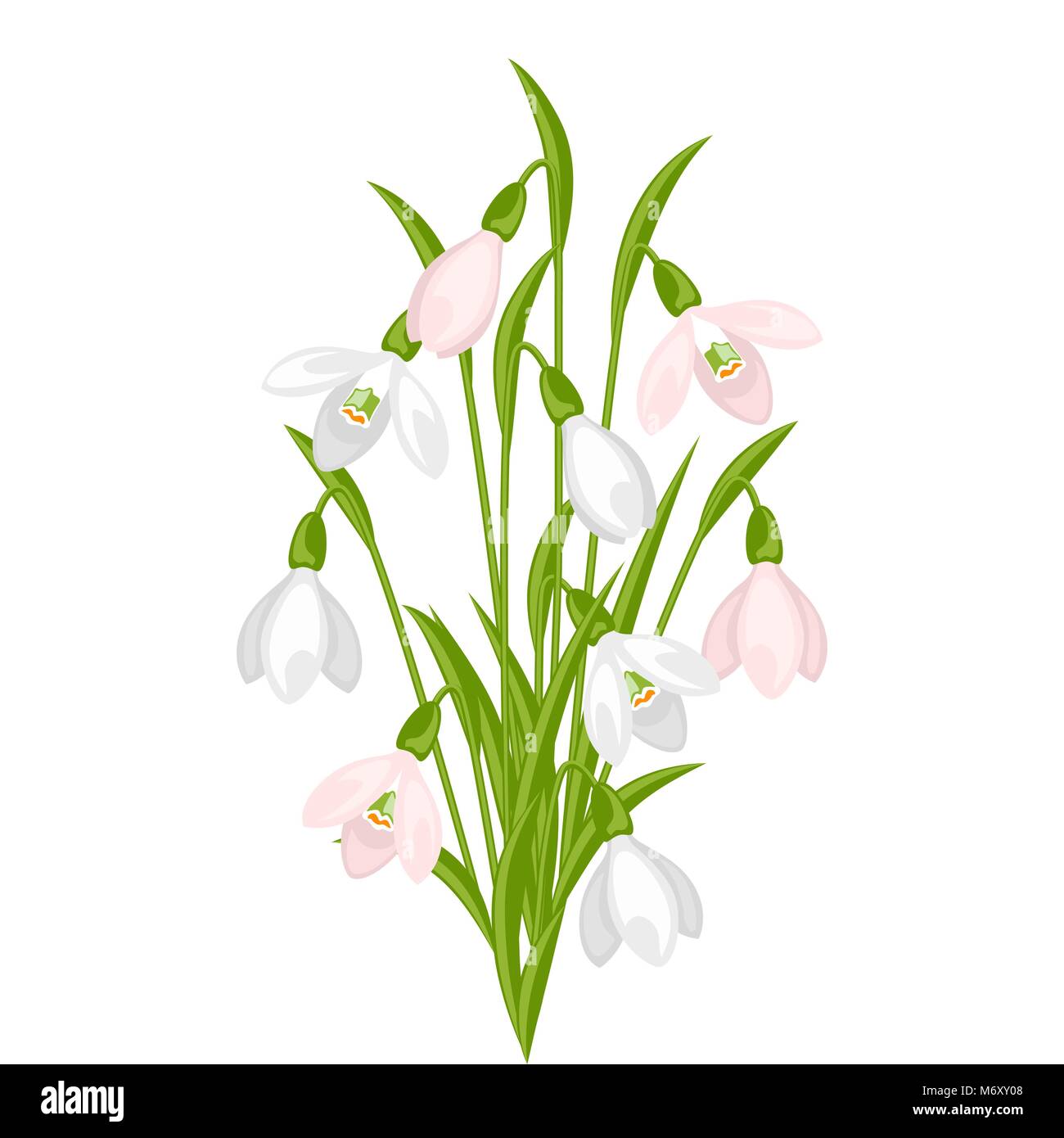 Snowdrops isolated on white Stock Vector Images - Alamy