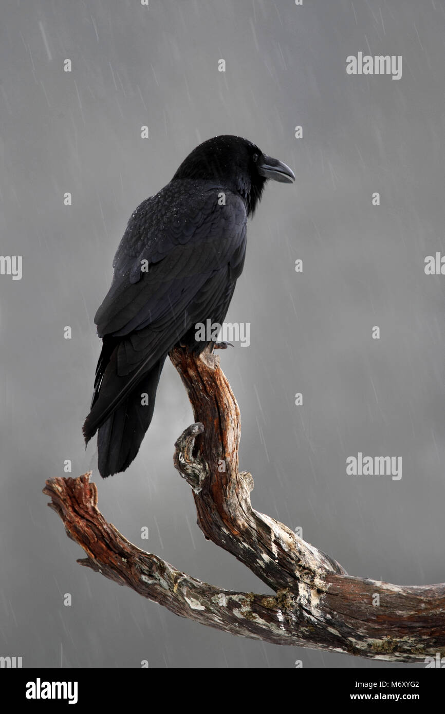 Raven perched on a twig in the rain Stock Photo - Alamy