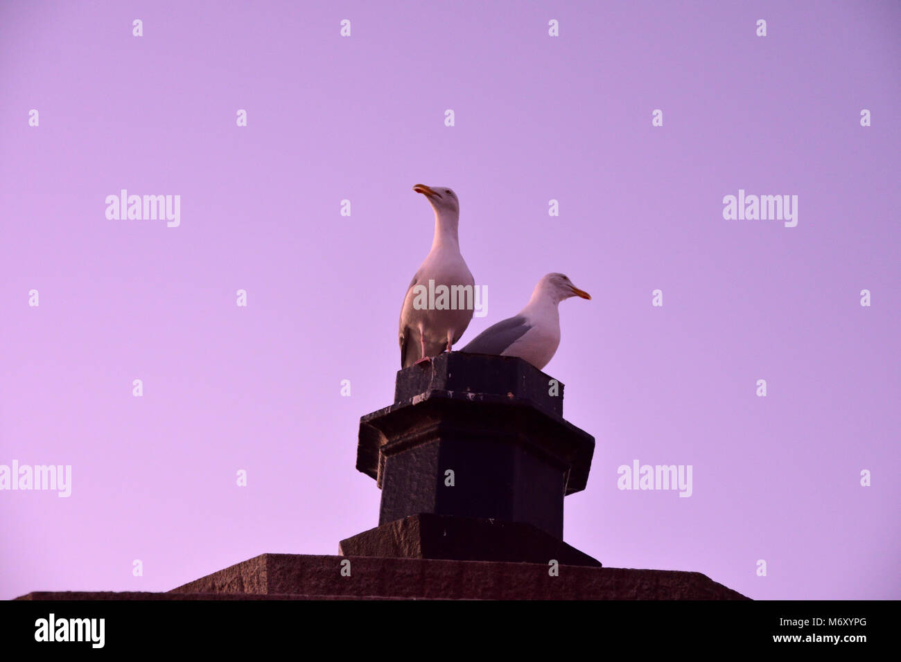 Liverbirds hi-res stock photography and images - Alamy