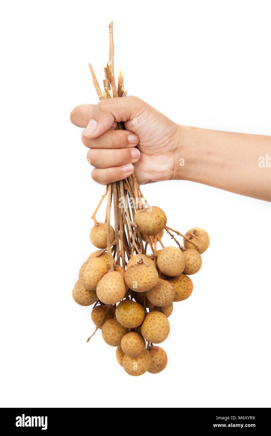 Longan freshly isolated on white background Stock Photo - Alamy