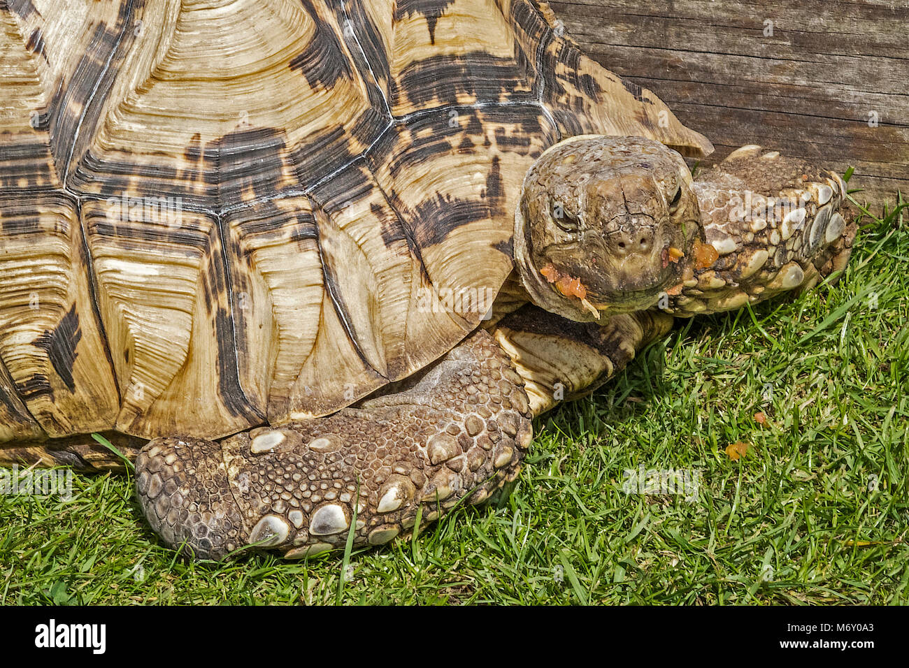 A Tortoise Testudinidae) In The garden Wiltshire UK Stock Photo - Alamy