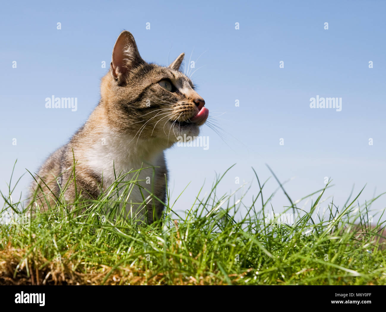 A cute, young cat licking it's lips Stock Photo - Alamy