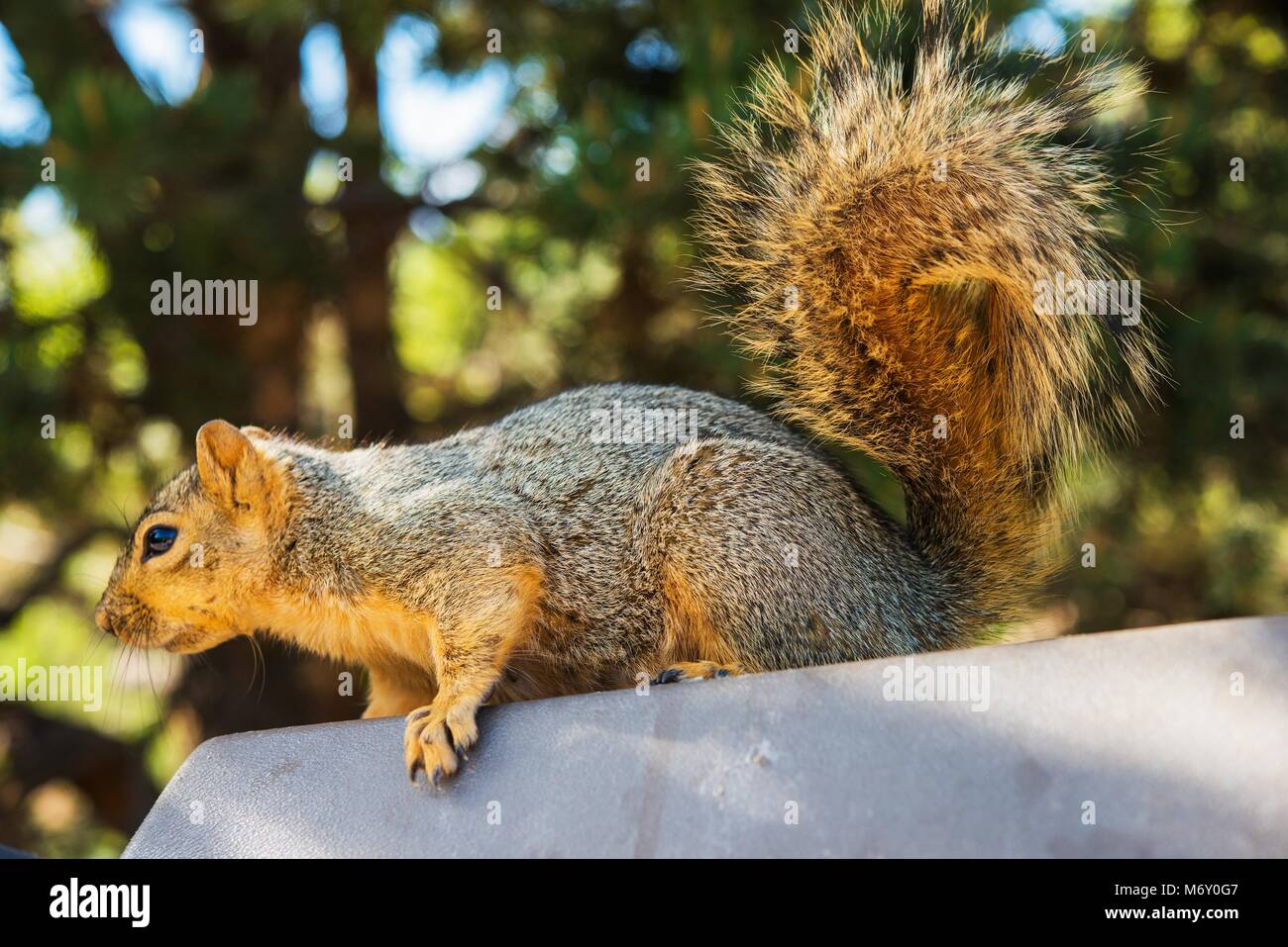 Spring Squirrel Activity. Adult Squirrel in the Sun Stock Photo - Alamy