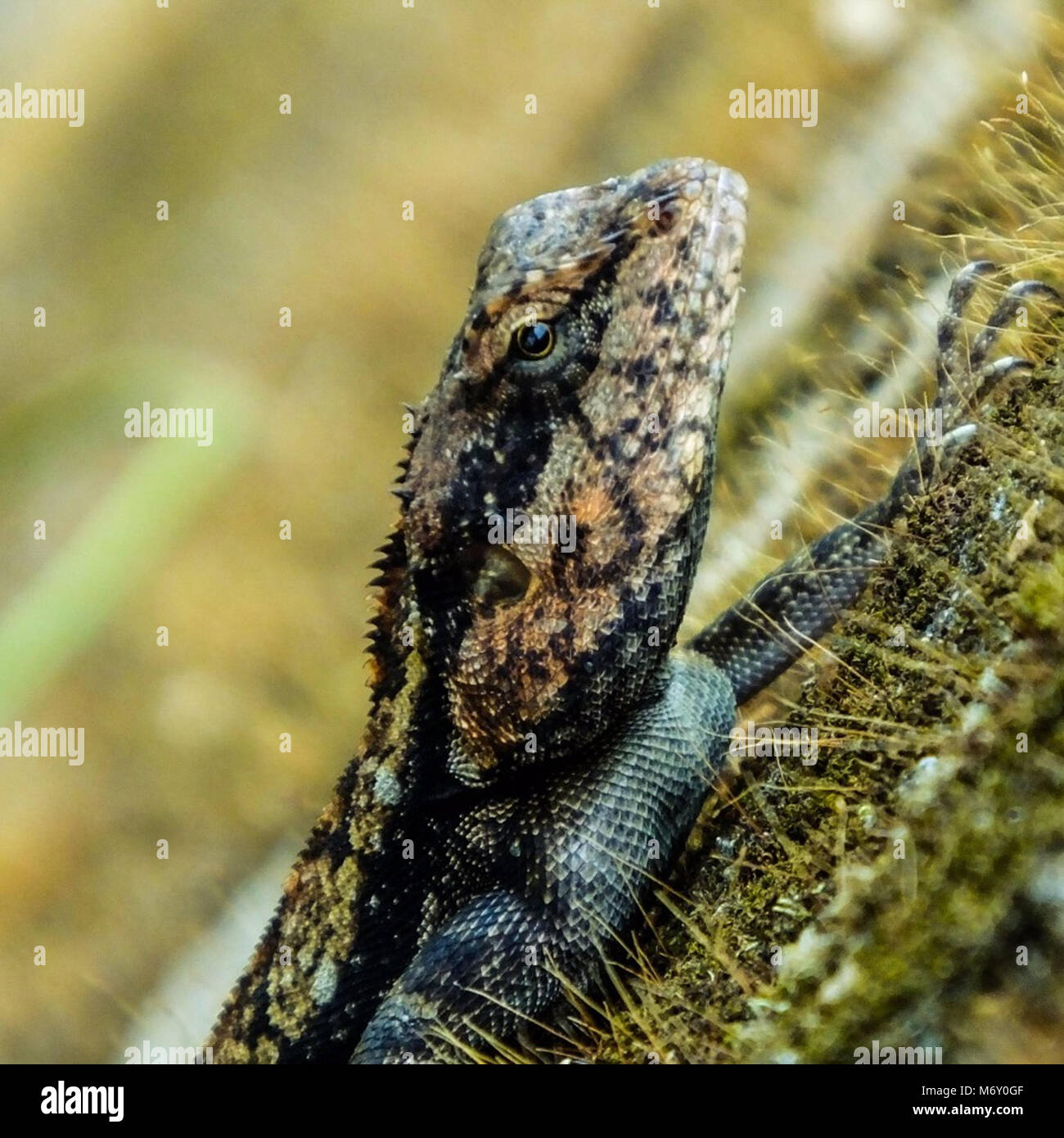 animal asian shield hard concept Stock Photo - Alamy