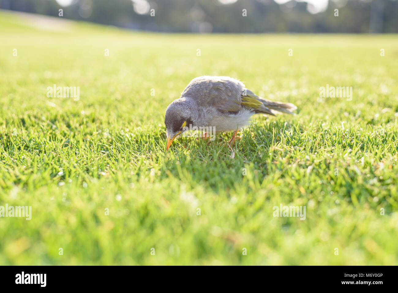 Australian native bird noisy miner in the grass, blurred nature ...