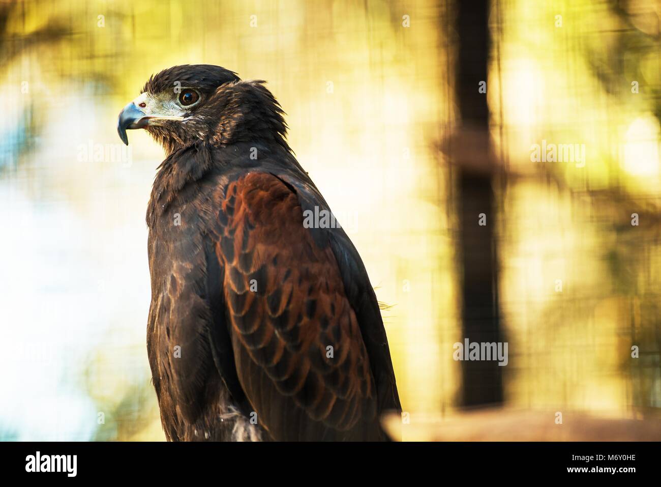 Bay Winged Hawk Stock Photo - Alamy