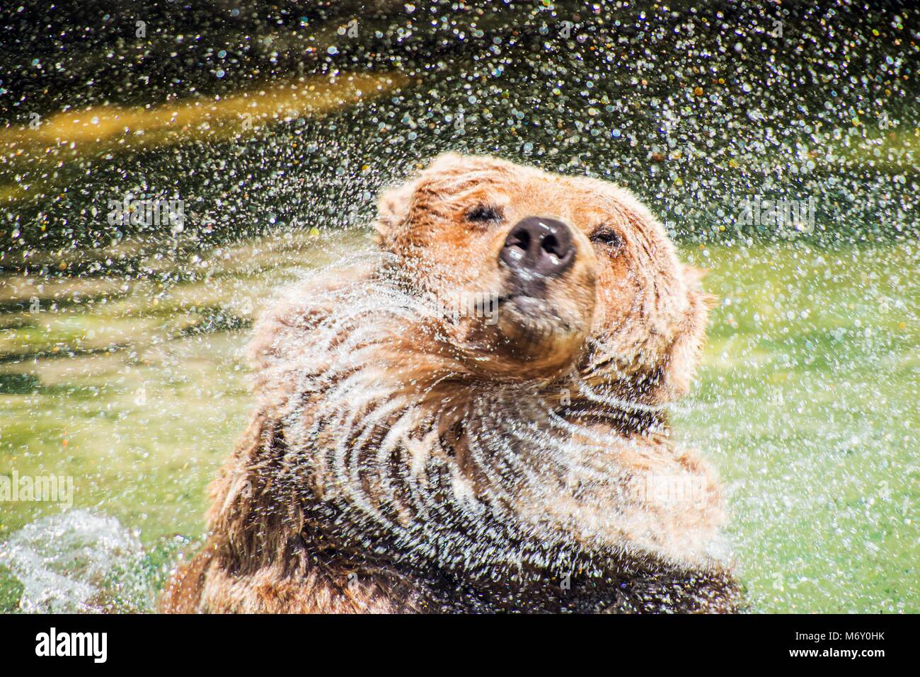 Brown Bear Shaking Off Water. Grizzly Bear Having Fun in Water Stock ...