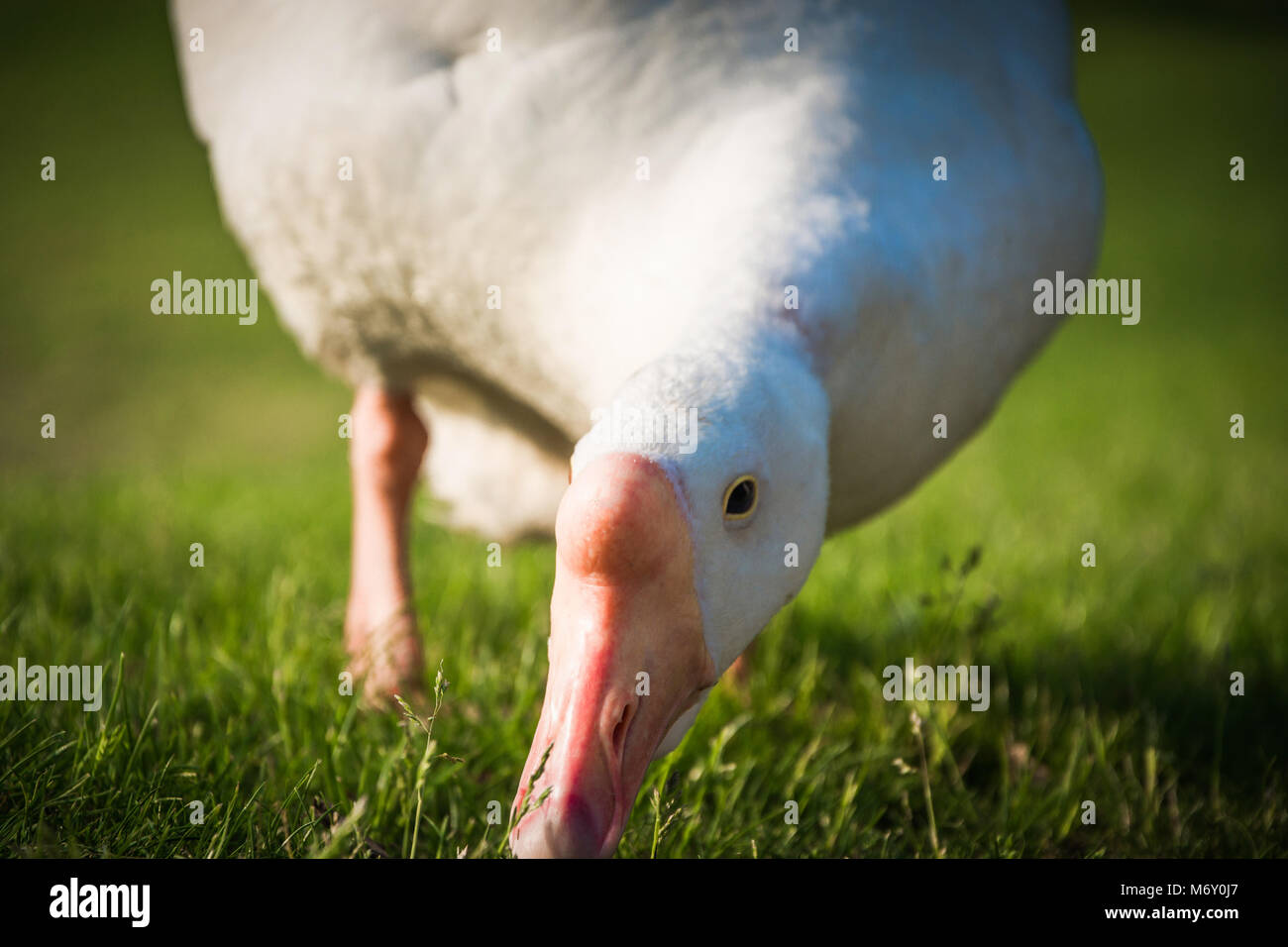 Beautiful White goose Stock Photo - Alamy