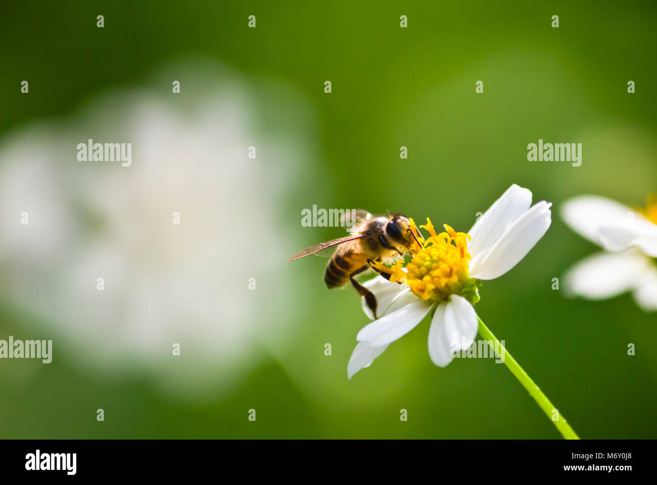 bee collection nectar on the flower for pollination Stock Photo - Alamy