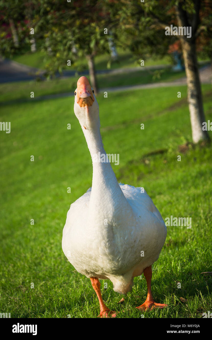 Beautiful white goose hi-res stock photography and images - Alamy