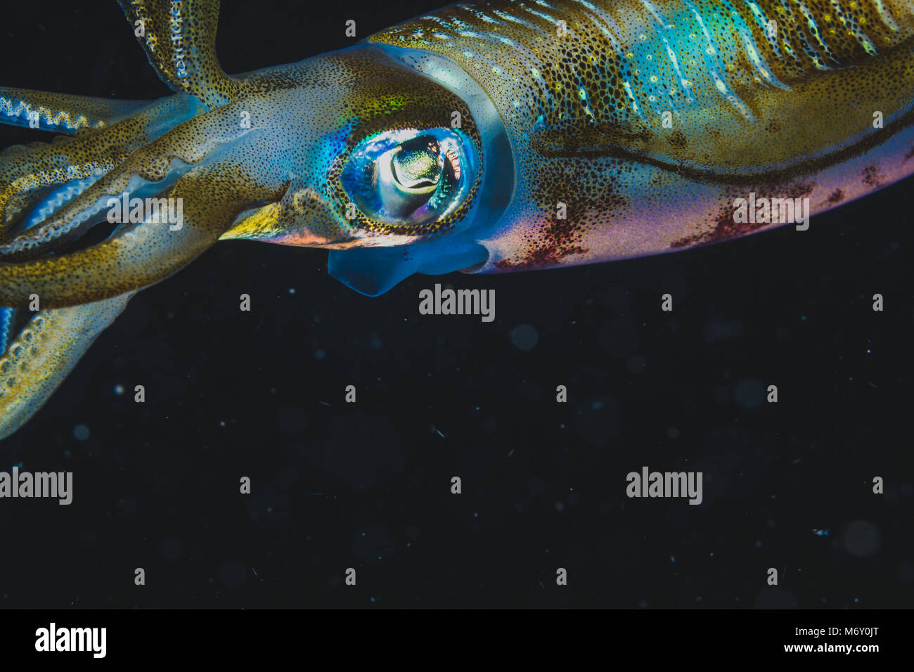 Big and colorful squid with black background Stock Photo - Alamy