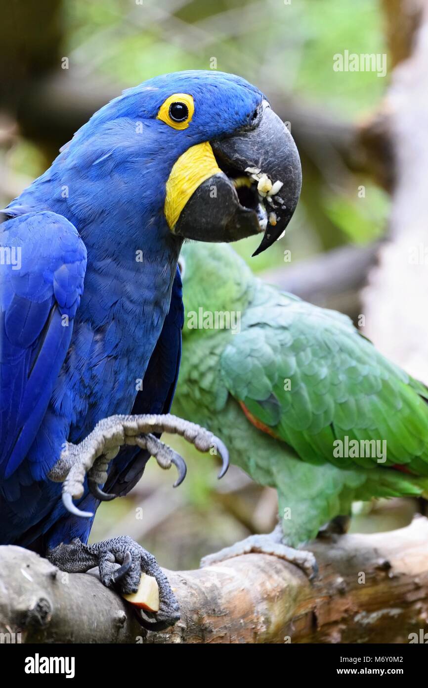 Bright parrot on branch Stock Photo - Alamy