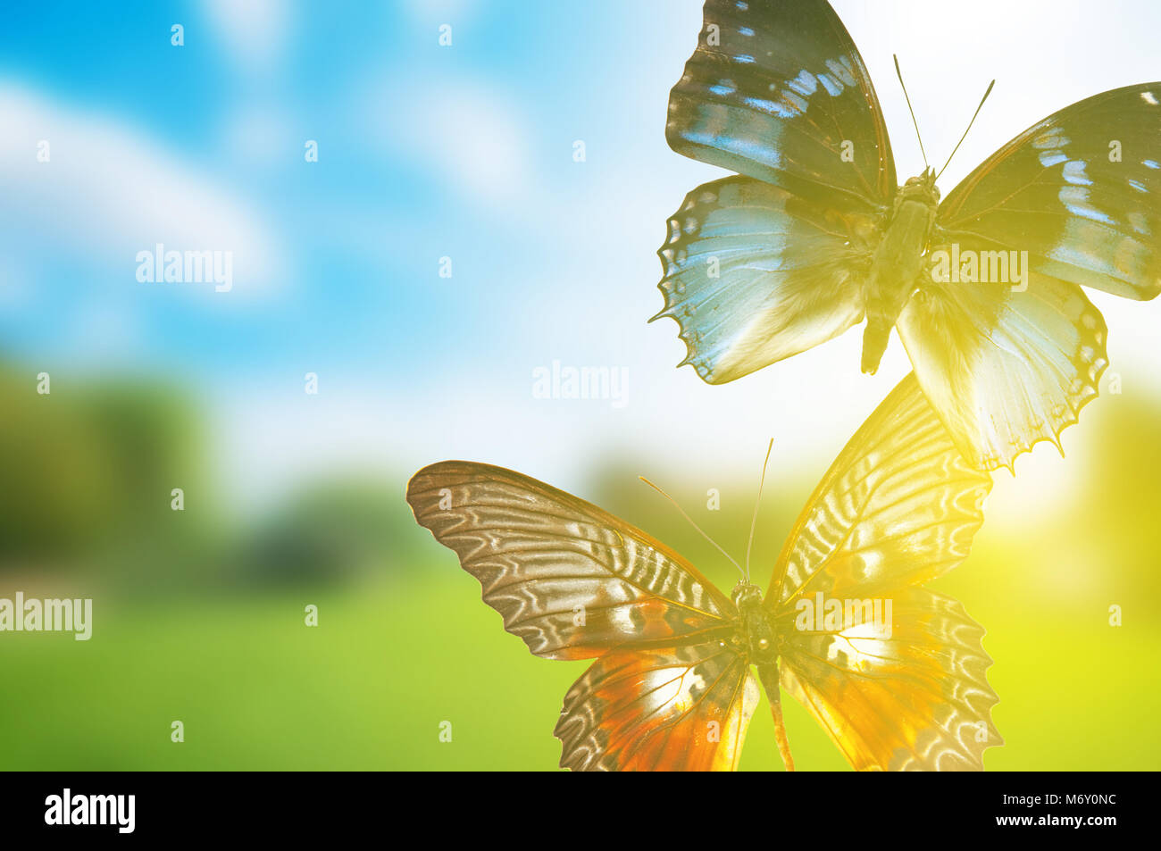 Butterflies at sunset Stock Photo - Alamy