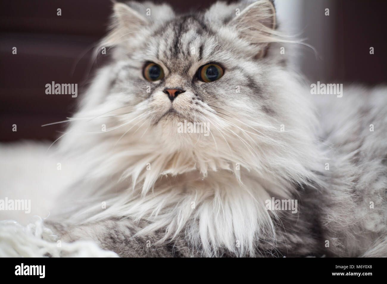 Cat looking forward Stock Photo - Alamy