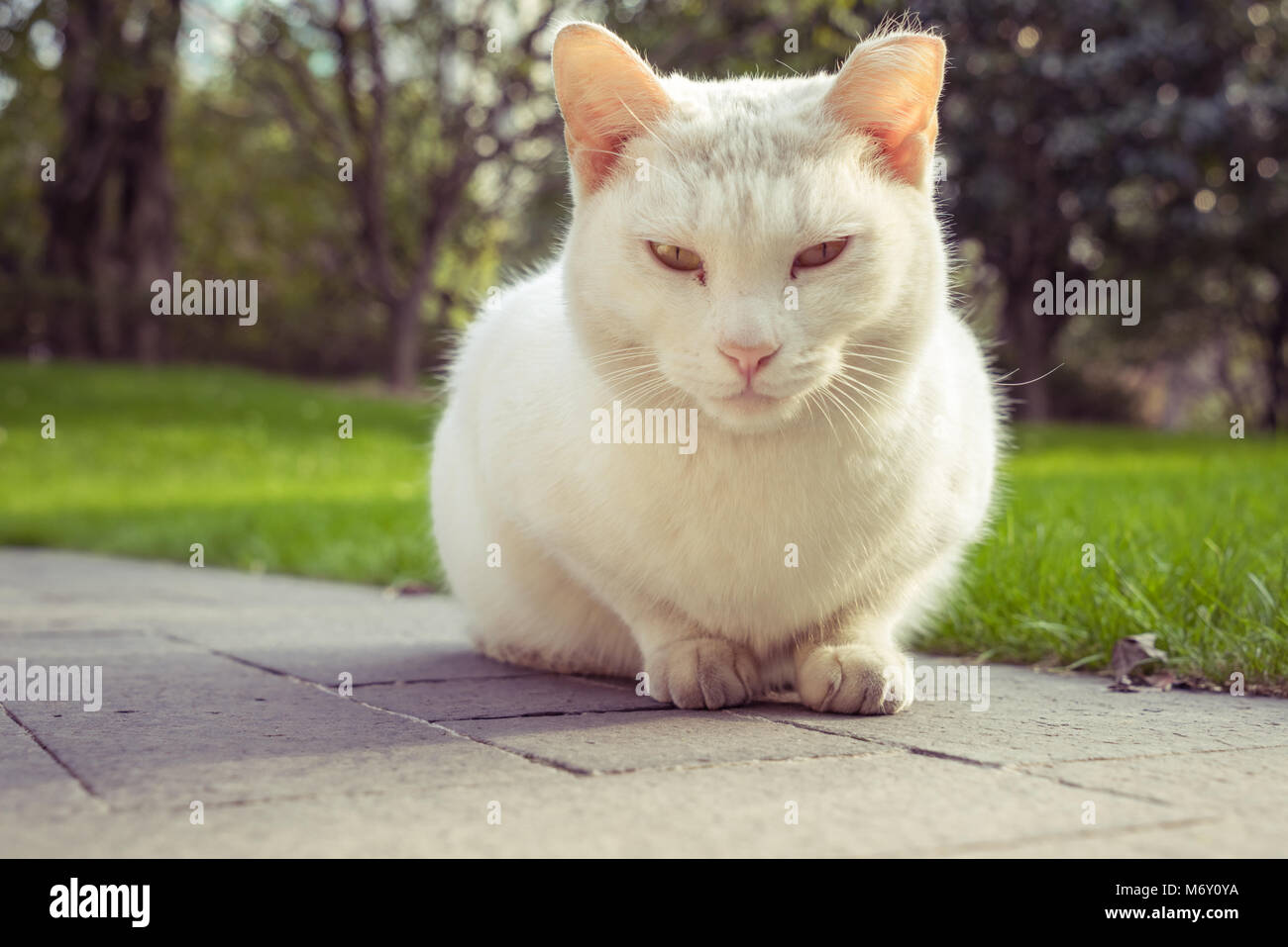 Cat Sitting On Footpath in a park of China Stock Photo - Alamy