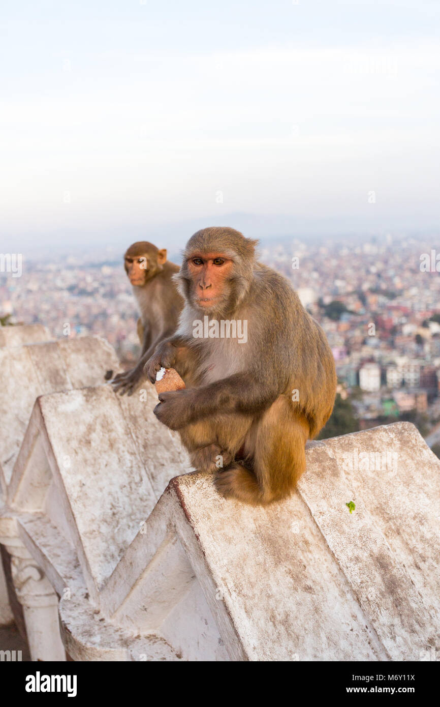 Monkey on a Wall Stock Photo - Alamy
