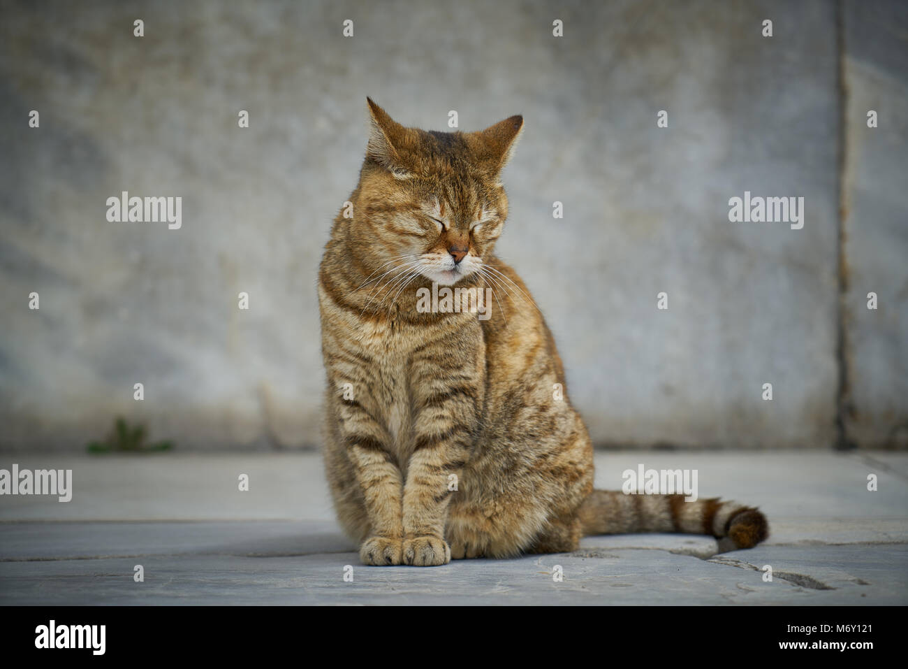 Cat sitting with eyes closed Stock Photo - Alamy