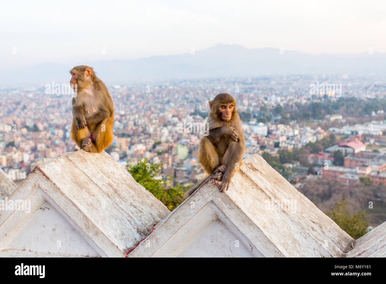 Monkey on a Wall Stock Photo - Alamy