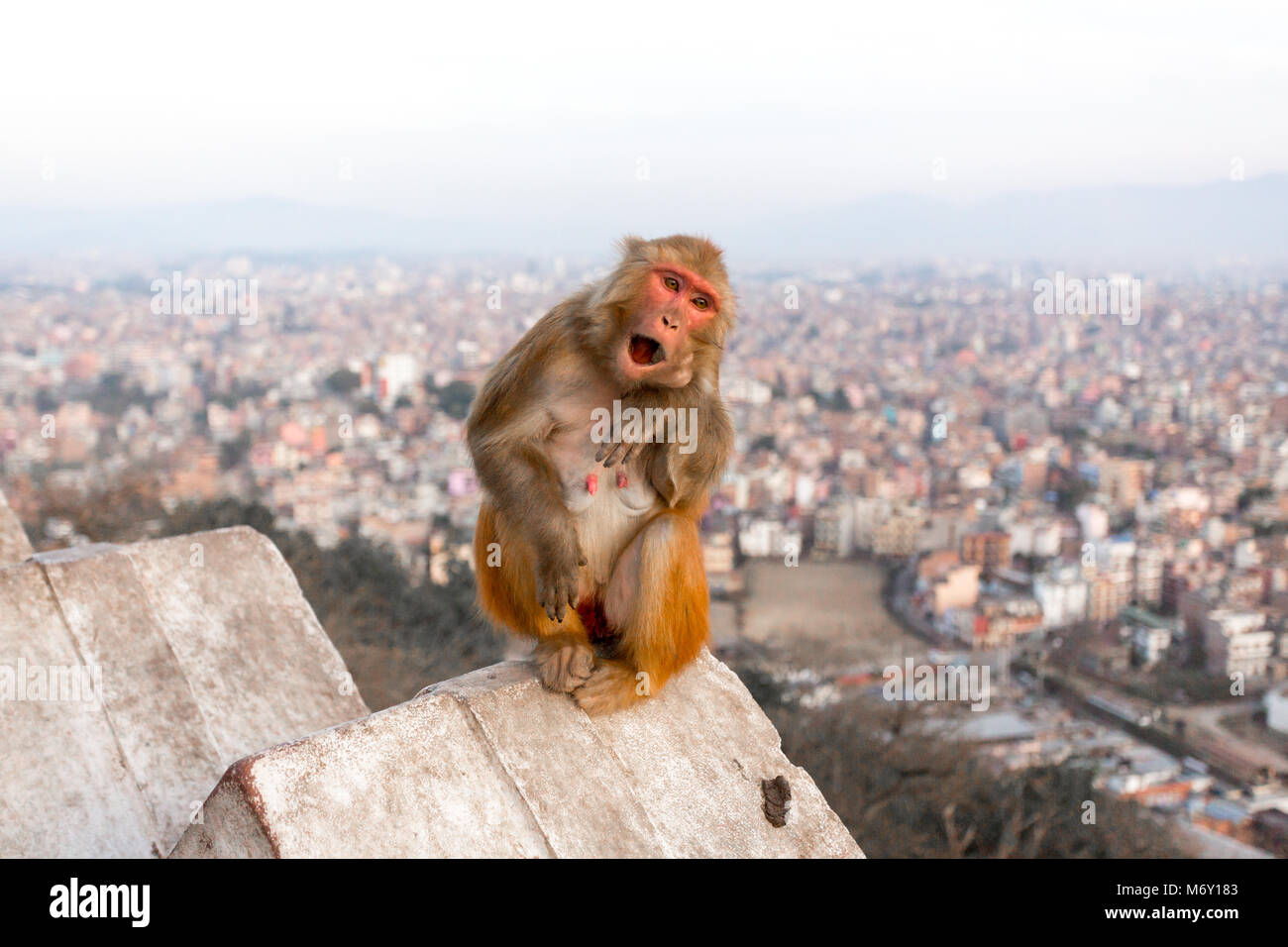 Monkey on a Wall Stock Photo - Alamy
